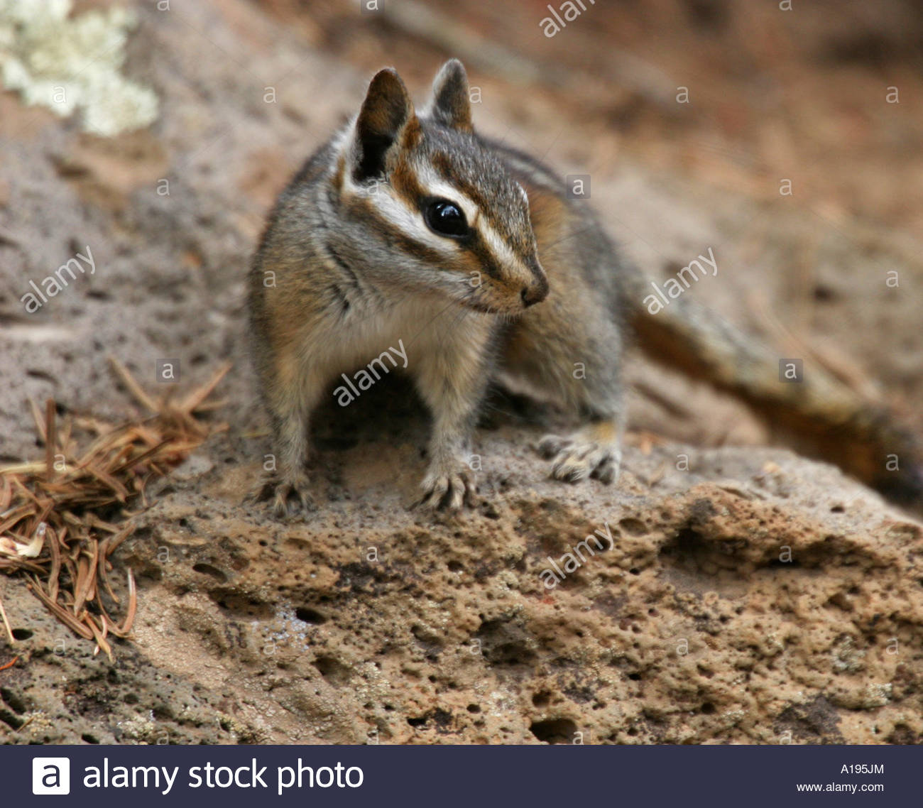 Gray Chipmunk High Resolution Stock Photography and Images - Alamy