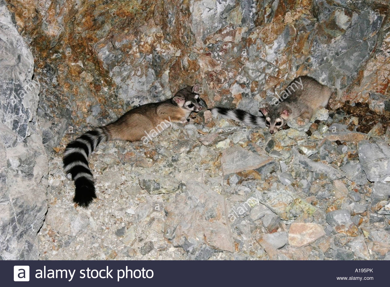 Ringtails Bassariscus astutus ringtail cat miner's cat in mine adit ...