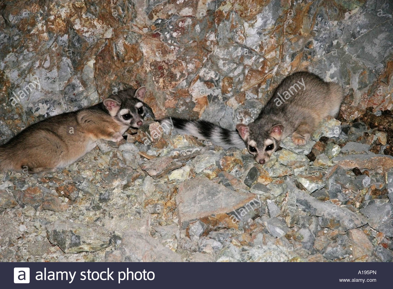 Ringtail Cat High Resolution Stock Photography and Images - Alamy