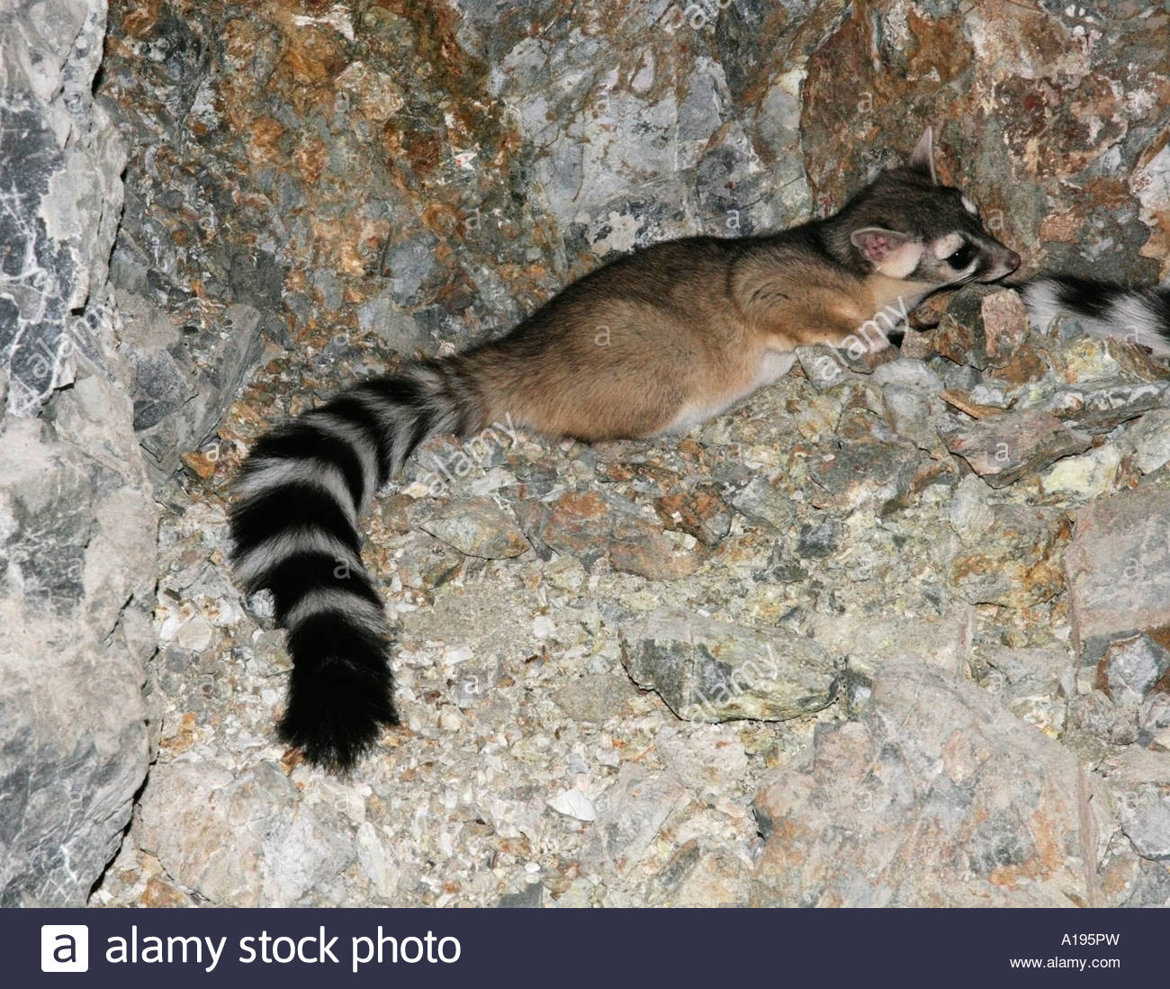 Ringtail Cat High Resolution Stock Photography and Images - Alamy