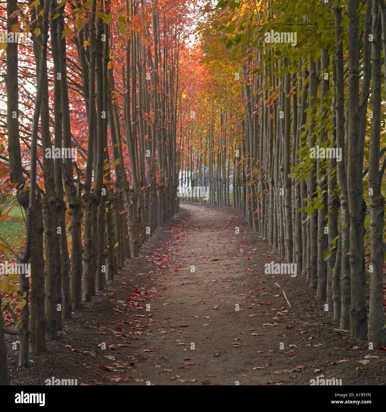 A path in the fall woods Stock Photo - Alamy