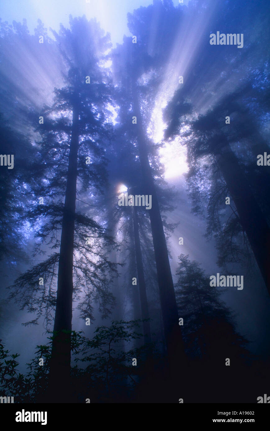 Light shafts through Redwood trees Redwood National Park California ...