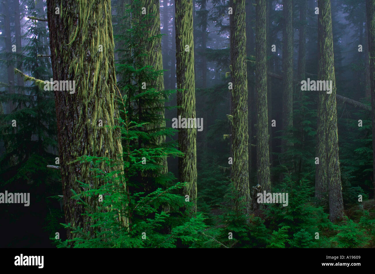 Moss covered trees in fog Olympic National Park Washington Stock Photo ...