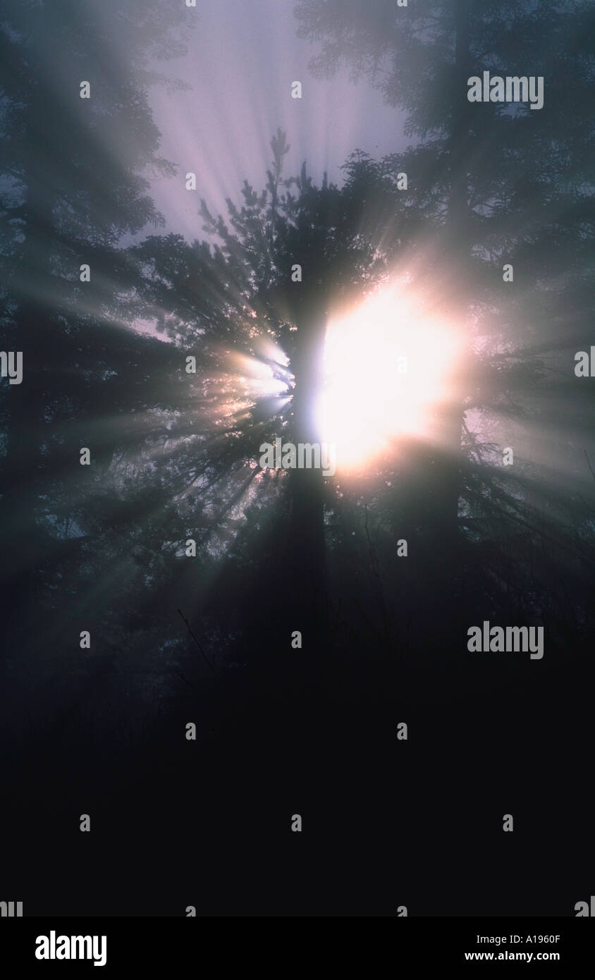 Light shafts through the trees Washington Stock Photo - Alamy