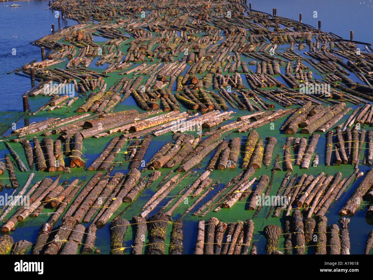 Logging in oregon forests hi-res stock photography and images - Alamy