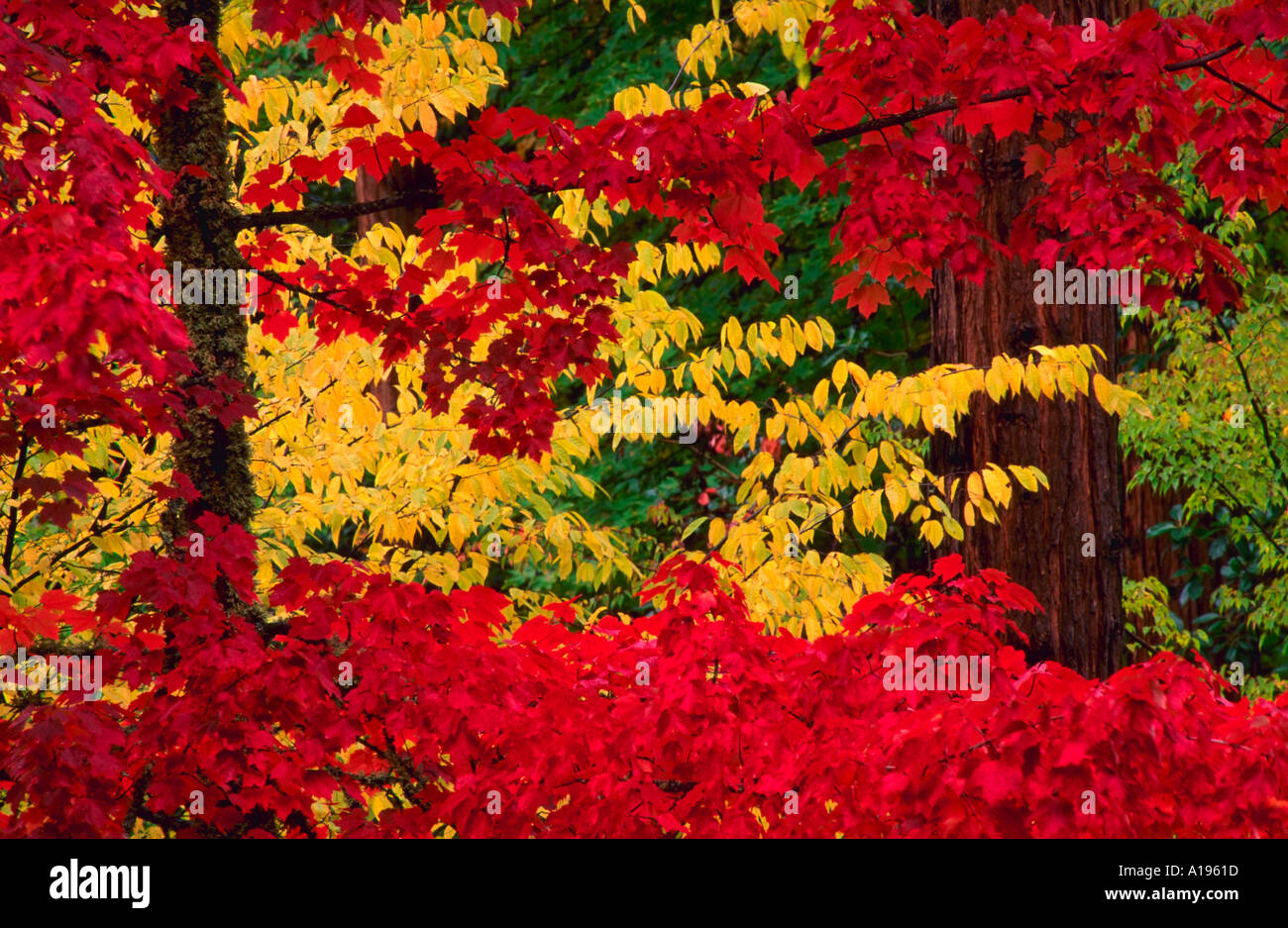 Trees with seasonal fall color in Lithia Park Ashland Oregon Stock ...