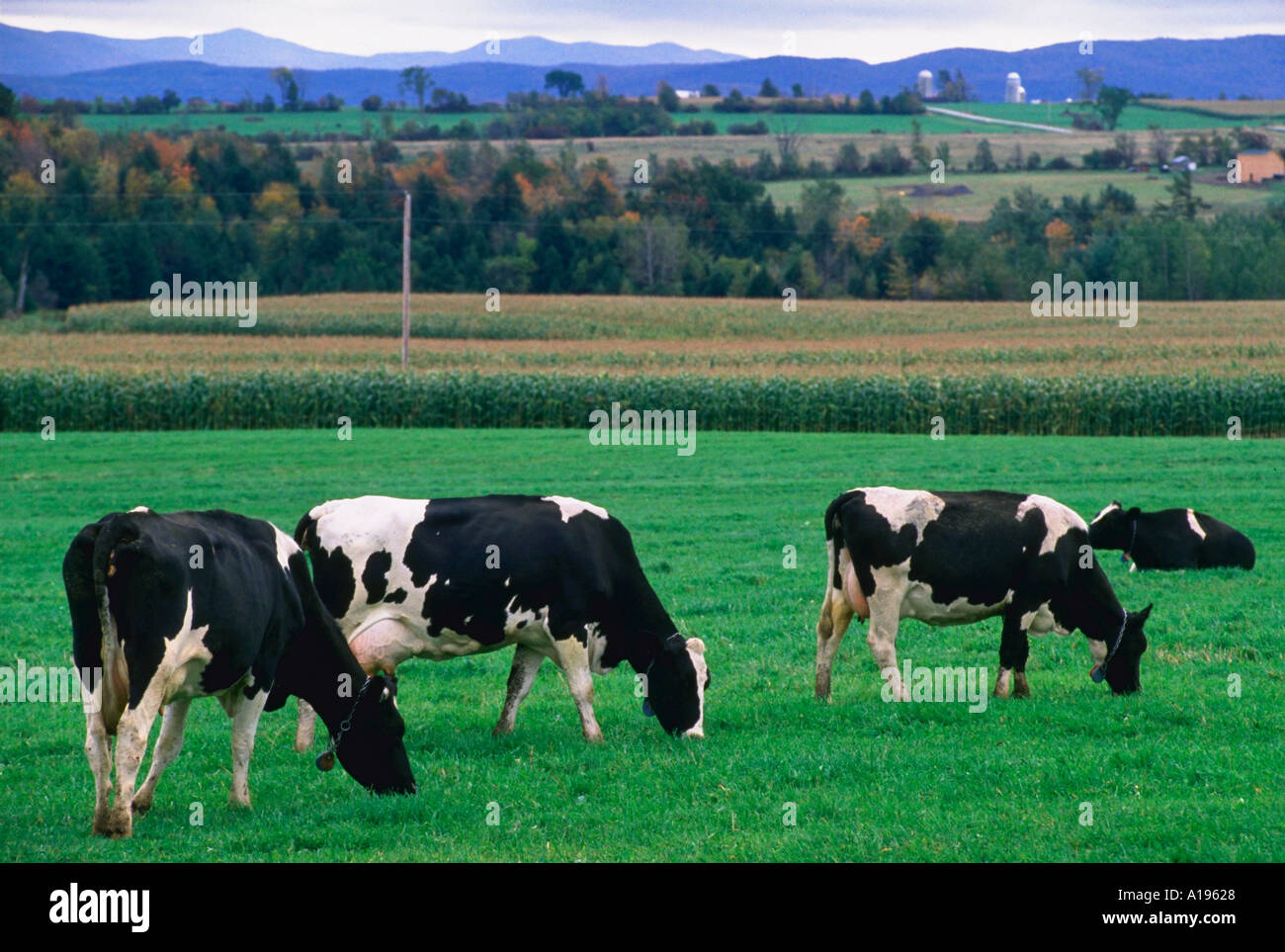Vermont cows in field hi-res stock photography and images - Alamy