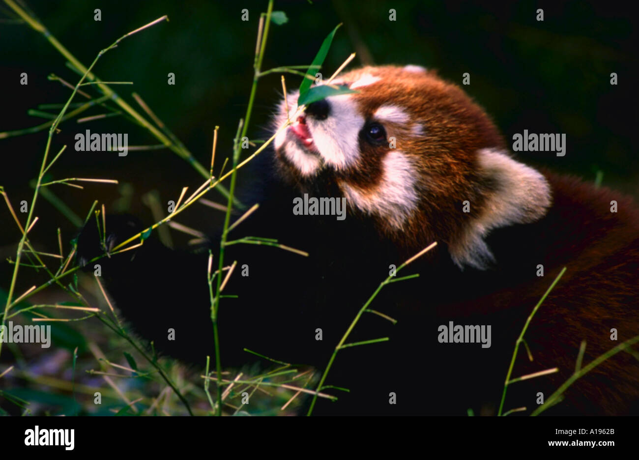 Red Panda Ailurus fulgens Stock Photo - Alamy