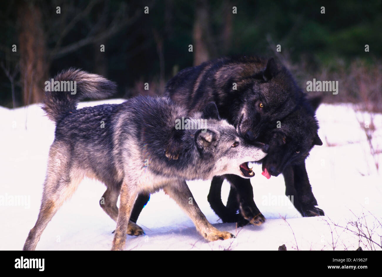 Grey wolf growling hi-res stock photography and images - Alamy