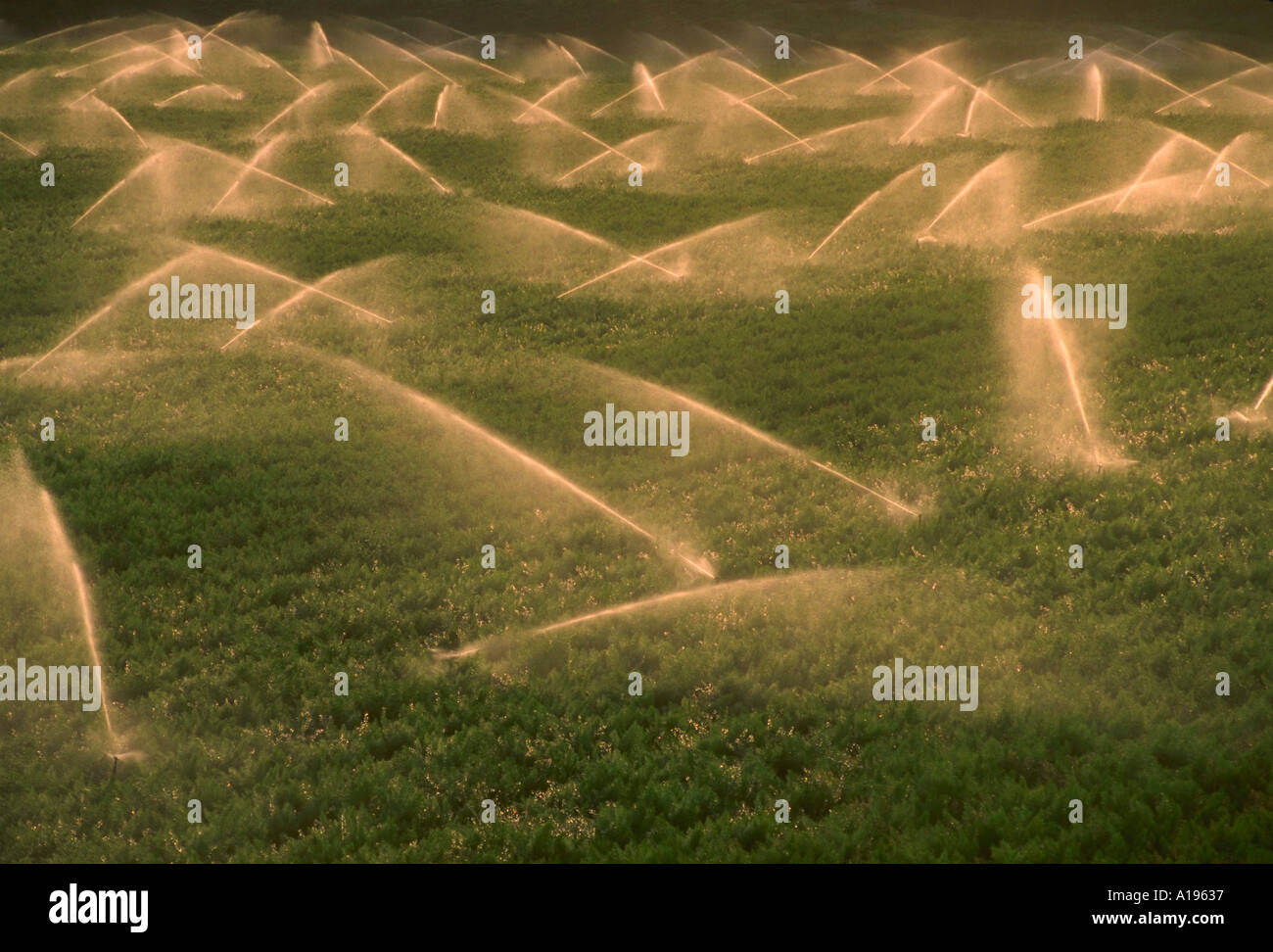 Crop sprinkler california hi-res stock photography and images - Alamy
