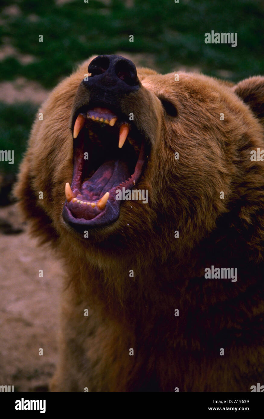 Grizzly bears growling hi-res stock photography and images - Alamy