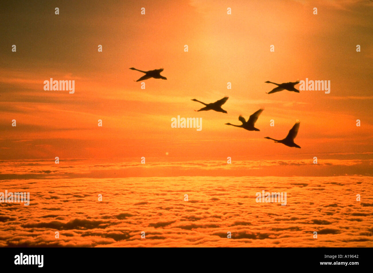 Silhouette of swans flying above the clouds at sunset Stock Photo - Alamy