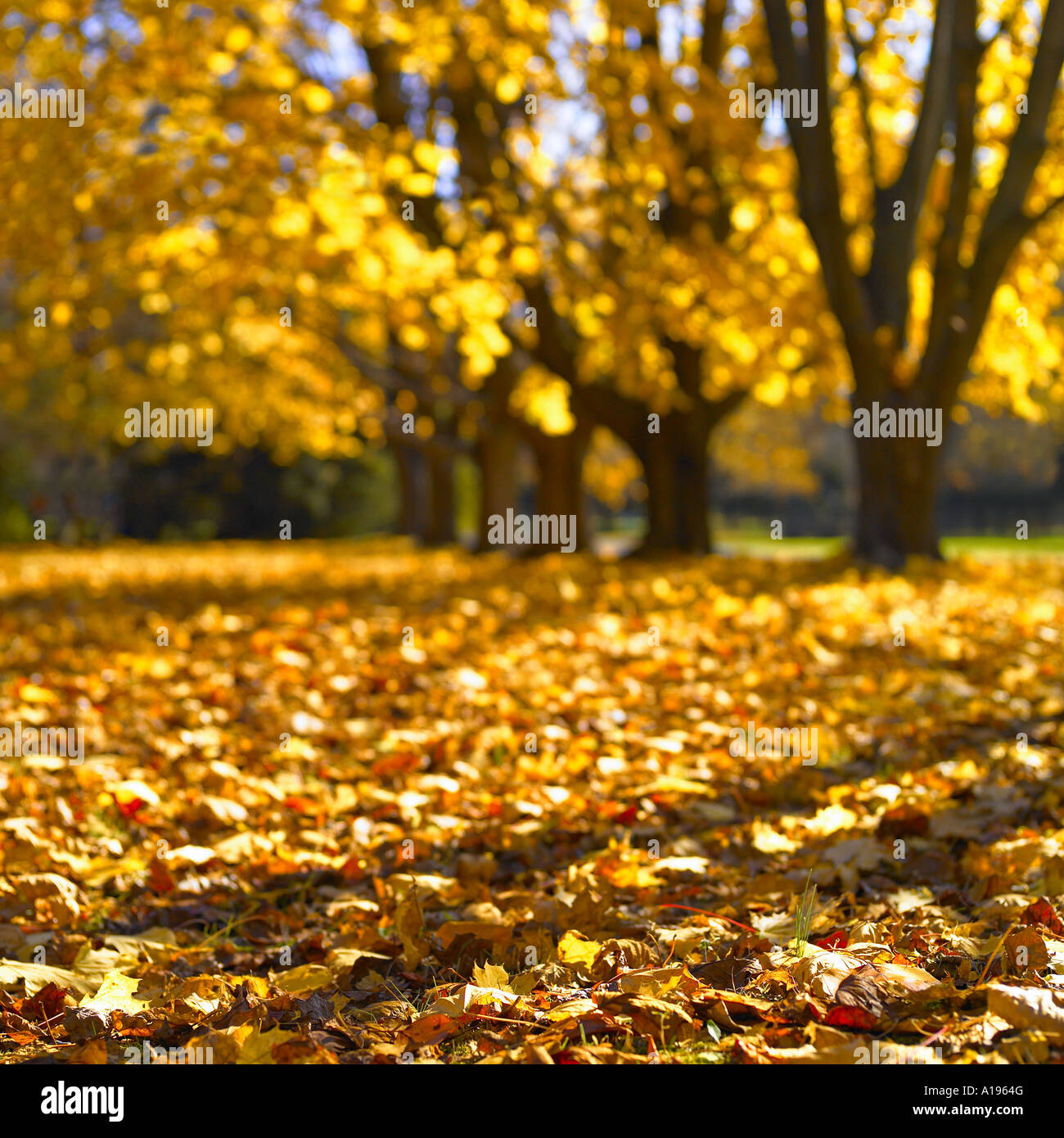 Golden foliage on trees and the ground Stock Photo - Alamy