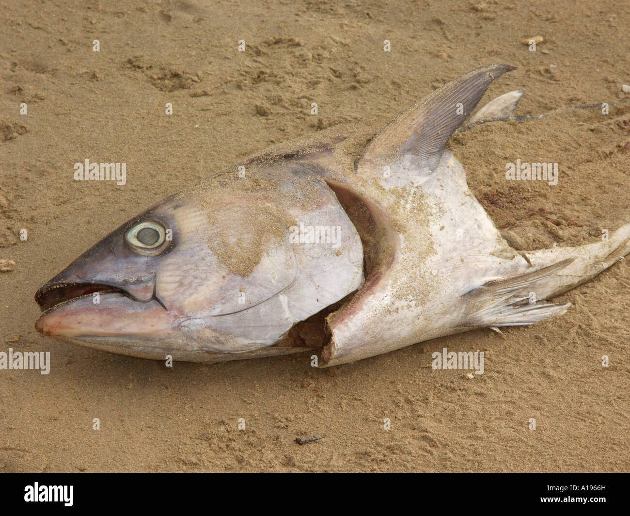 Dead fish beach hi-res stock photography and images - Alamy