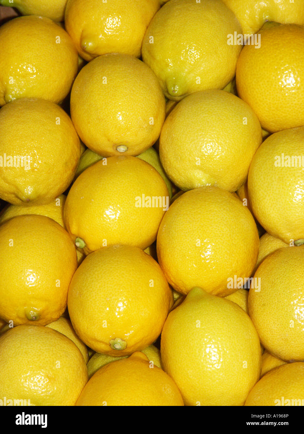 Collection of citrus fruit, bright yellow shiny lemons Stock Photo - Alamy