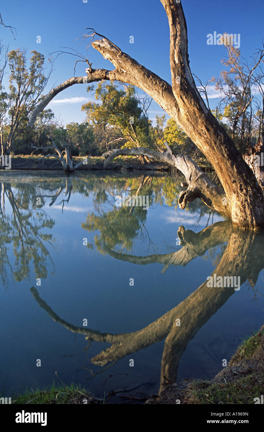 Murrumbidgee river tree hi-res stock photography and images - Alamy