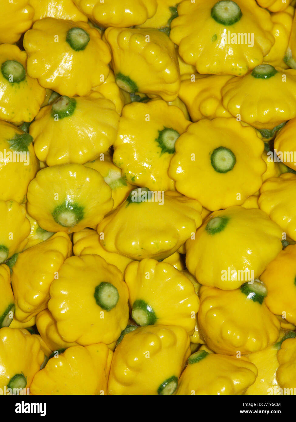 A collection of bright yellow button squash, members of the cucurbit ...