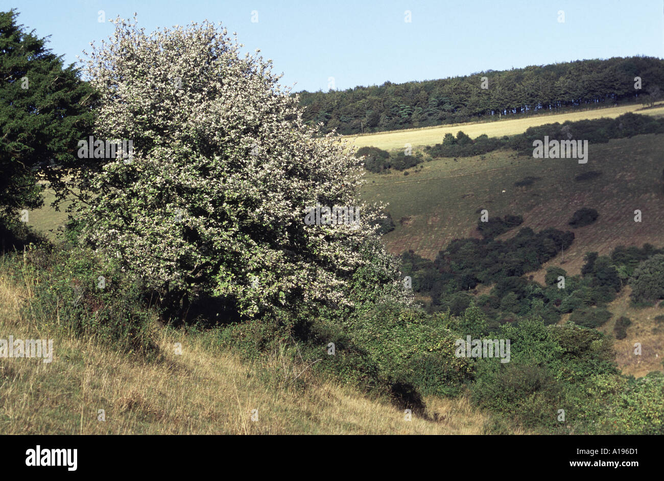 Fontmell down hi-res stock photography and images - Alamy