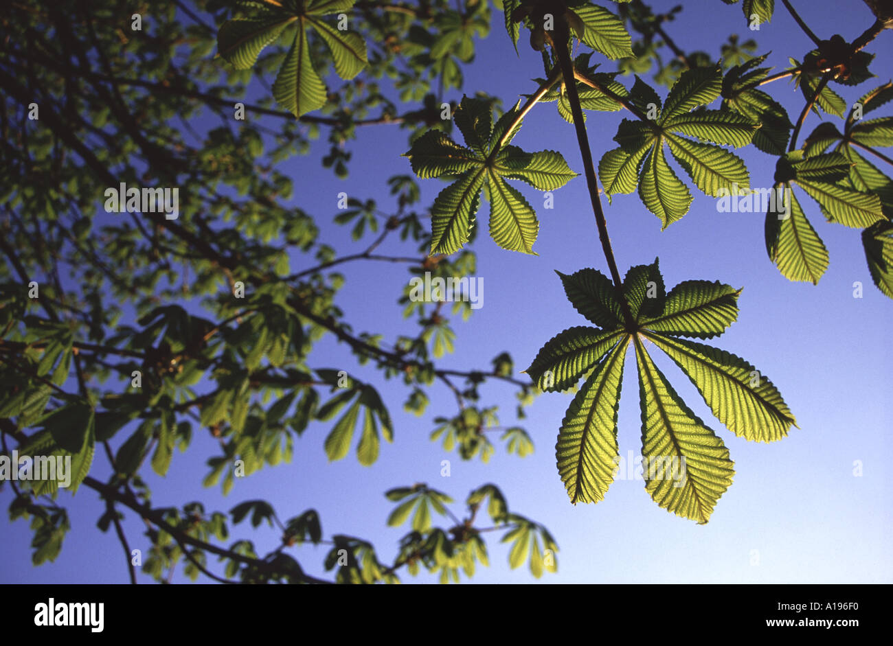 Chestnut tree leaves Stock Photo - Alamy