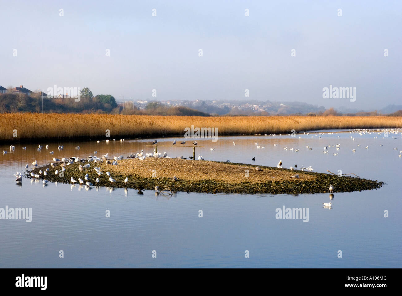 Radipole lake hi-res stock photography and images - Alamy