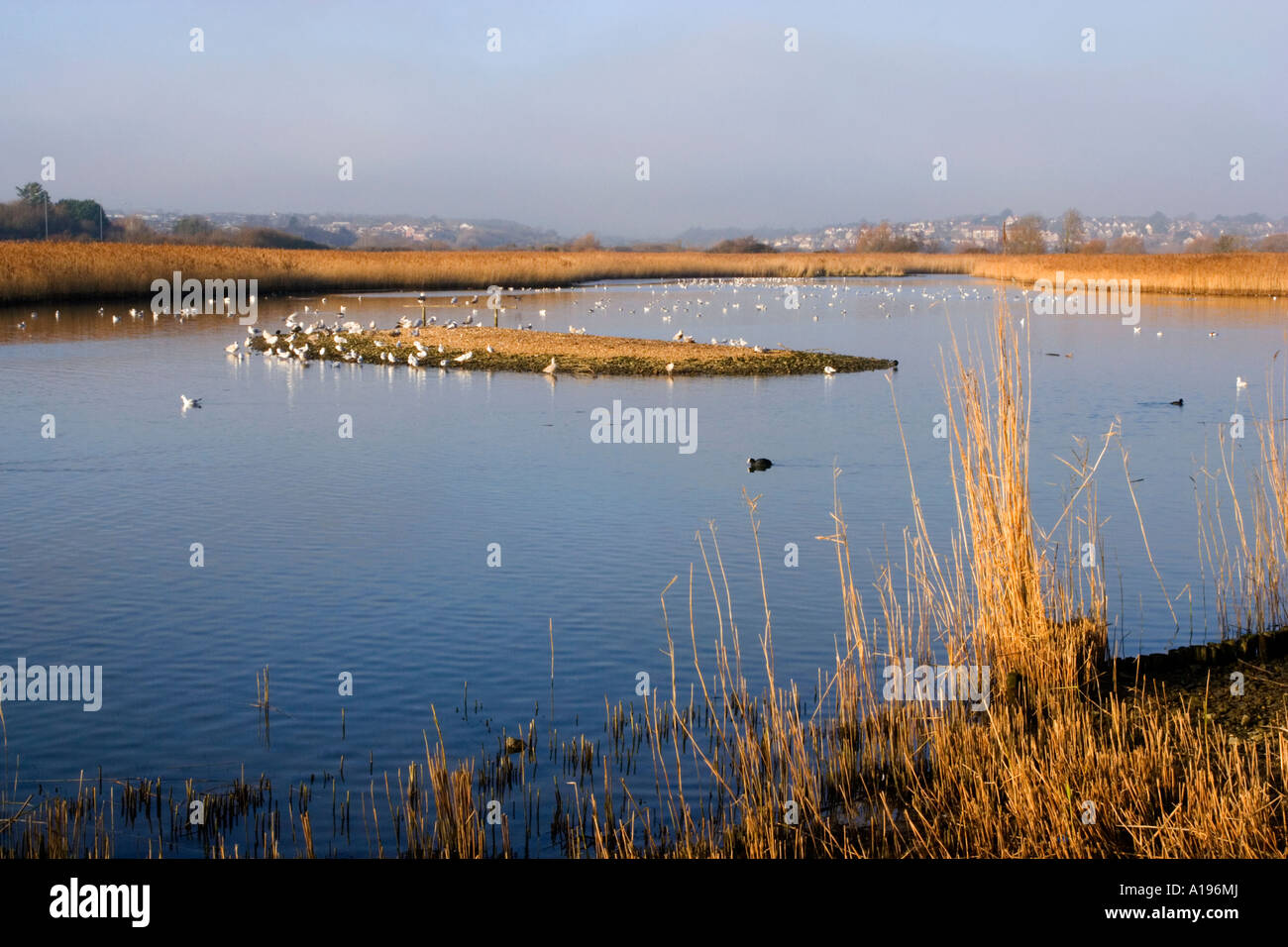 Weymouth rspb birds hi-res stock photography and images - Alamy
