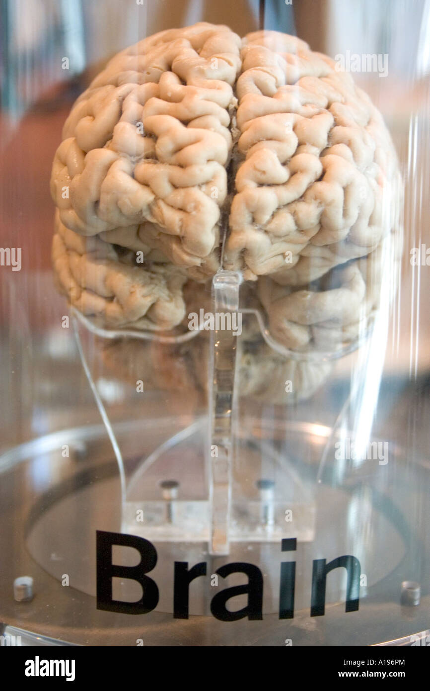 Brain exhibit at the Science Museum. St Paul Minnesota MN USA Stock ...