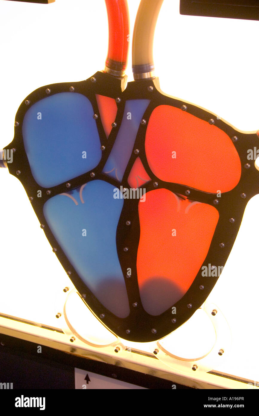 Heart display at the Science Museum. St Paul Minnesota MN USA Stock ...