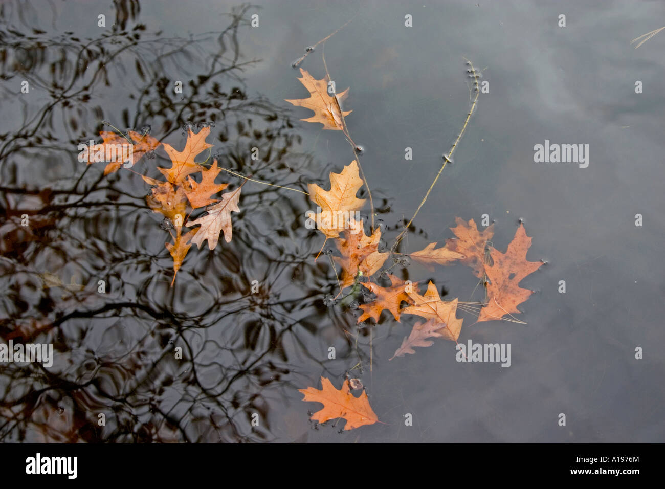 Autumn oak leaves and tree reflection in the water. Cumberland ...