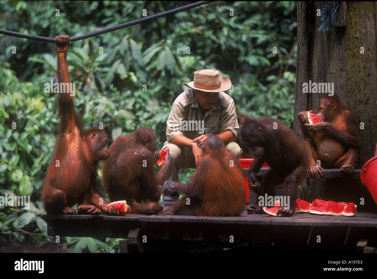 Rehabilitated orang utans from the forest feed at Sepilok orang utan ... Rehabilitated orang utans from the forest feed at Sepilok orang utan ...