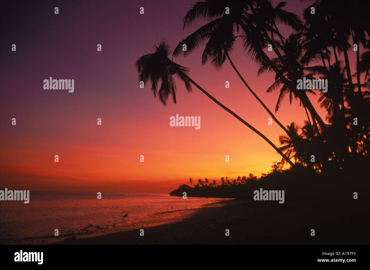 Palm trees on Alona Beach silhouetted at sunset on the island of ...