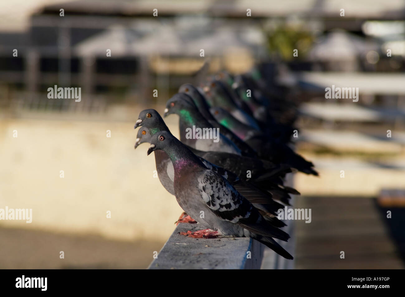 Facing the same direction hi-res stock photography and images - Alamy