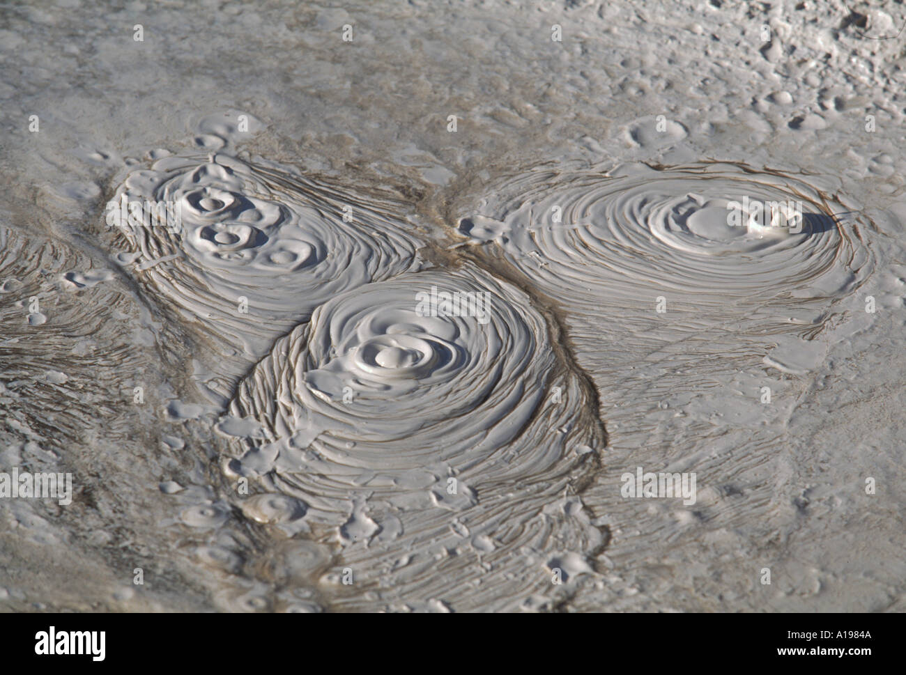 Bubbling mud pot in the Whakarewarewa thermal area at Rotorua South ...