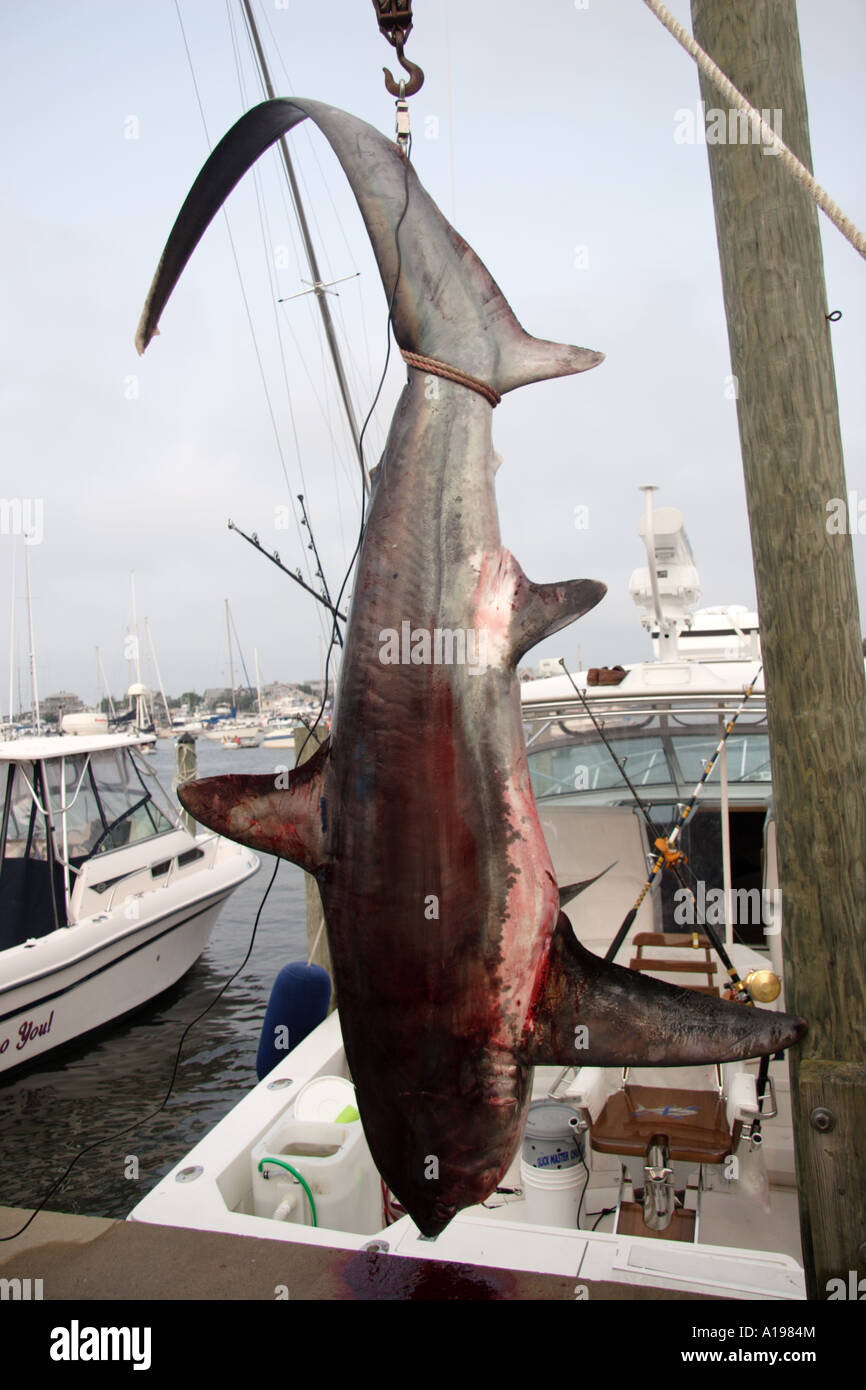 Shark hanging hi-res stock photography and images - Alamy