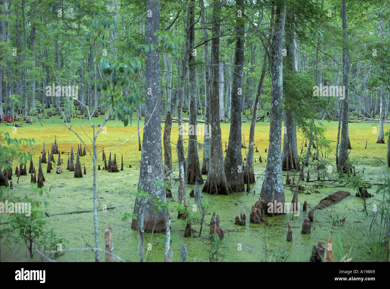 Atchafalayswamp hi-res stock photography and images - Alamy
