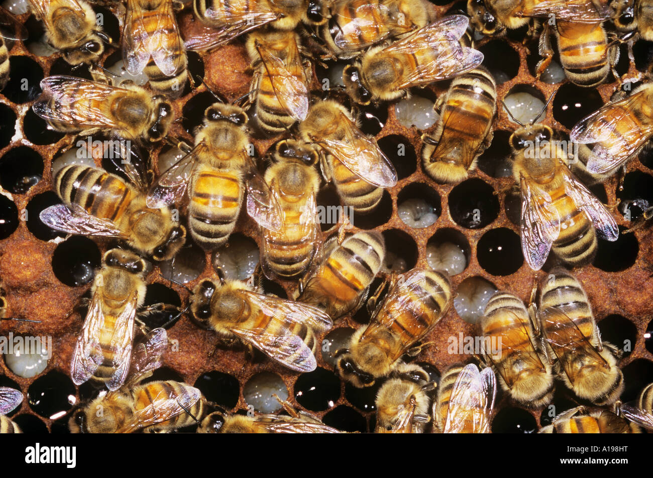 Worker bee larvae hi-res stock photography and images - Alamy