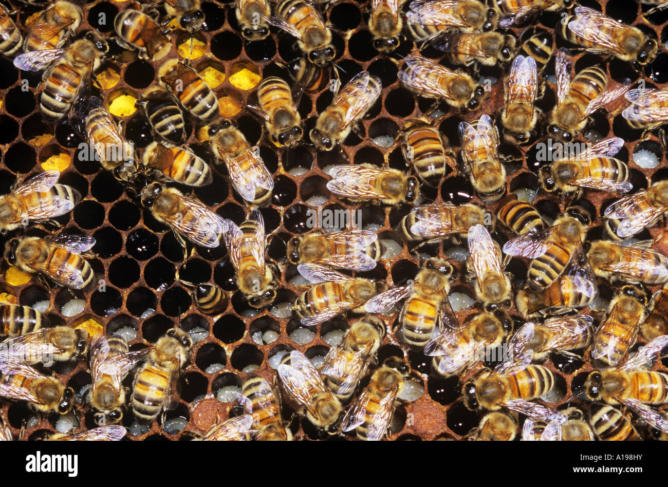 Honeybee larvae hi-res stock photography and images - Alamy