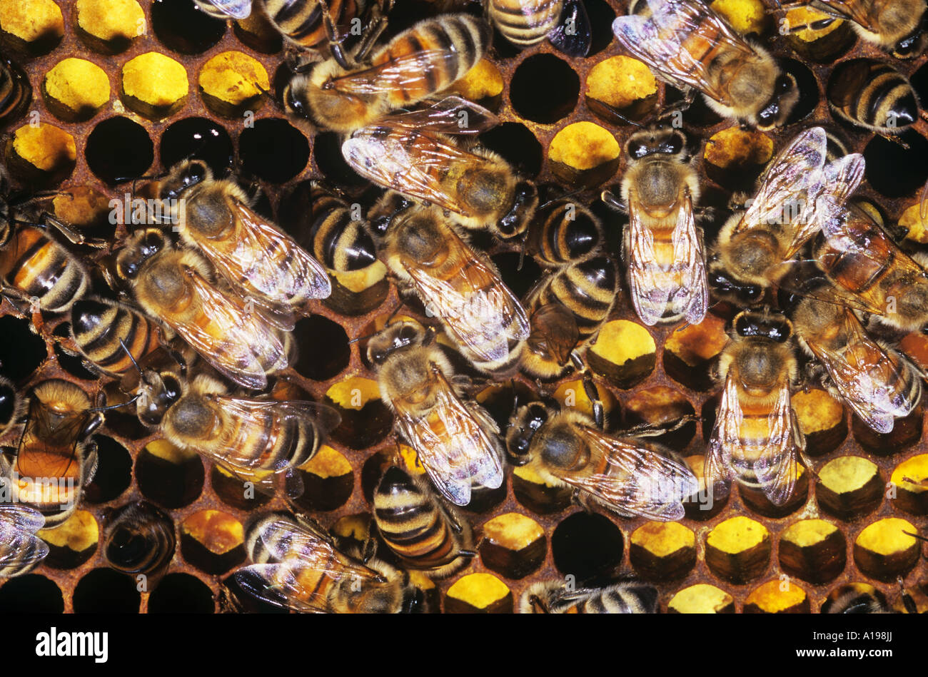 honey bees at cells with pollen Stock Photo - Alamy