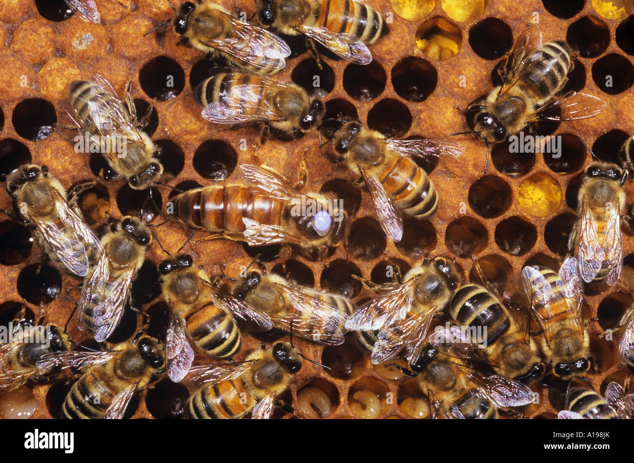 European Honey Bee, Western Honey Bee (Apis mellifera, Apis mellifica ...