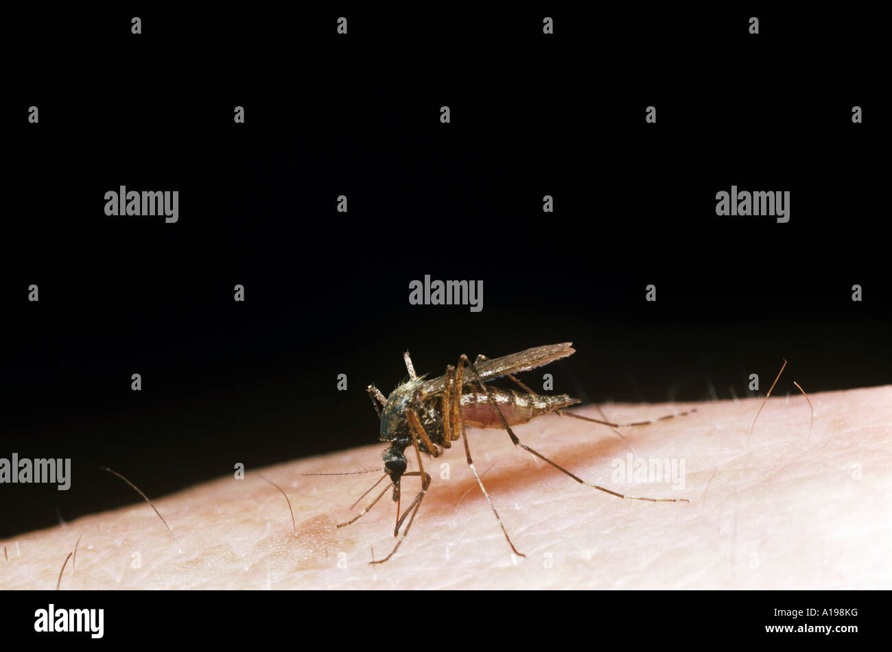 Common house mosquito culex pipiens hi-res stock photography and images ...