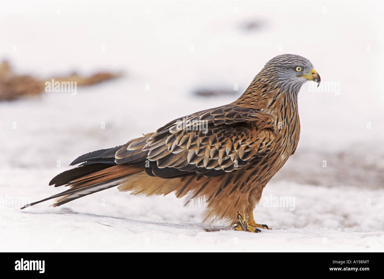 Red kite in snowy hi-res stock photography and images - Alamy