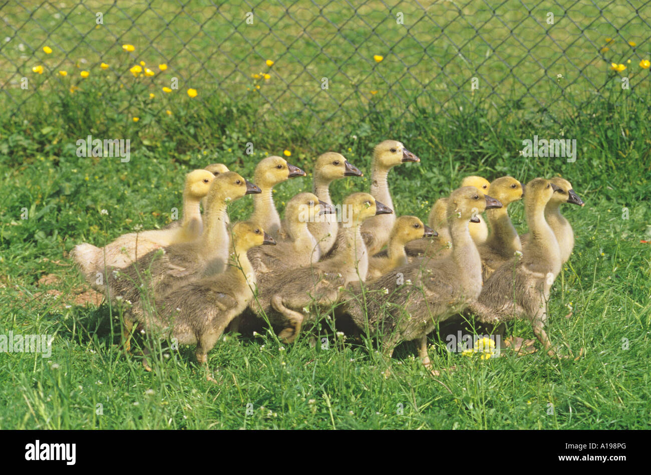 domestic goose - chicks on meadow Stock Photo - Alamy