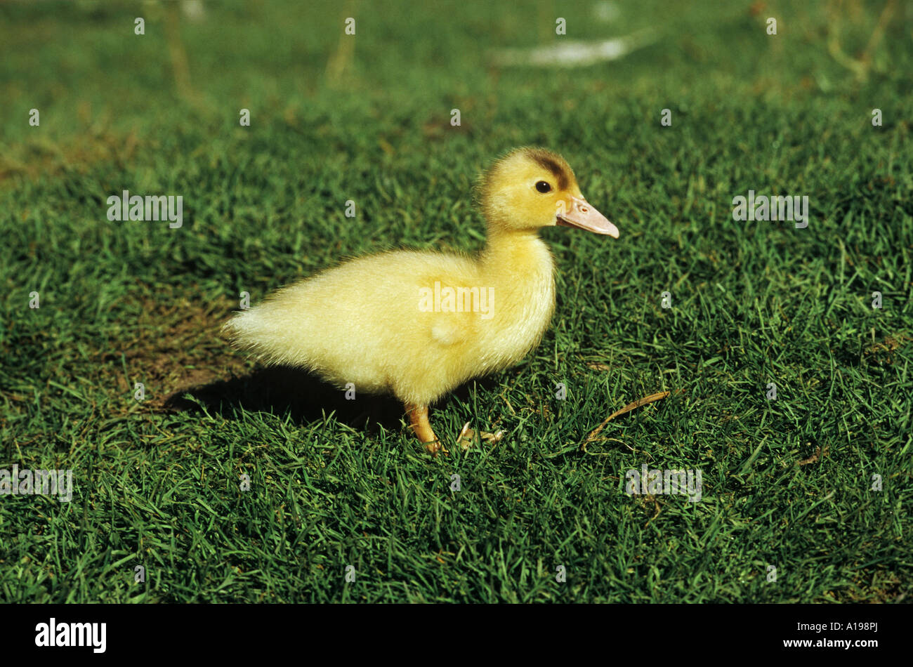 duck squab on meadow Stock Photo - Alamy