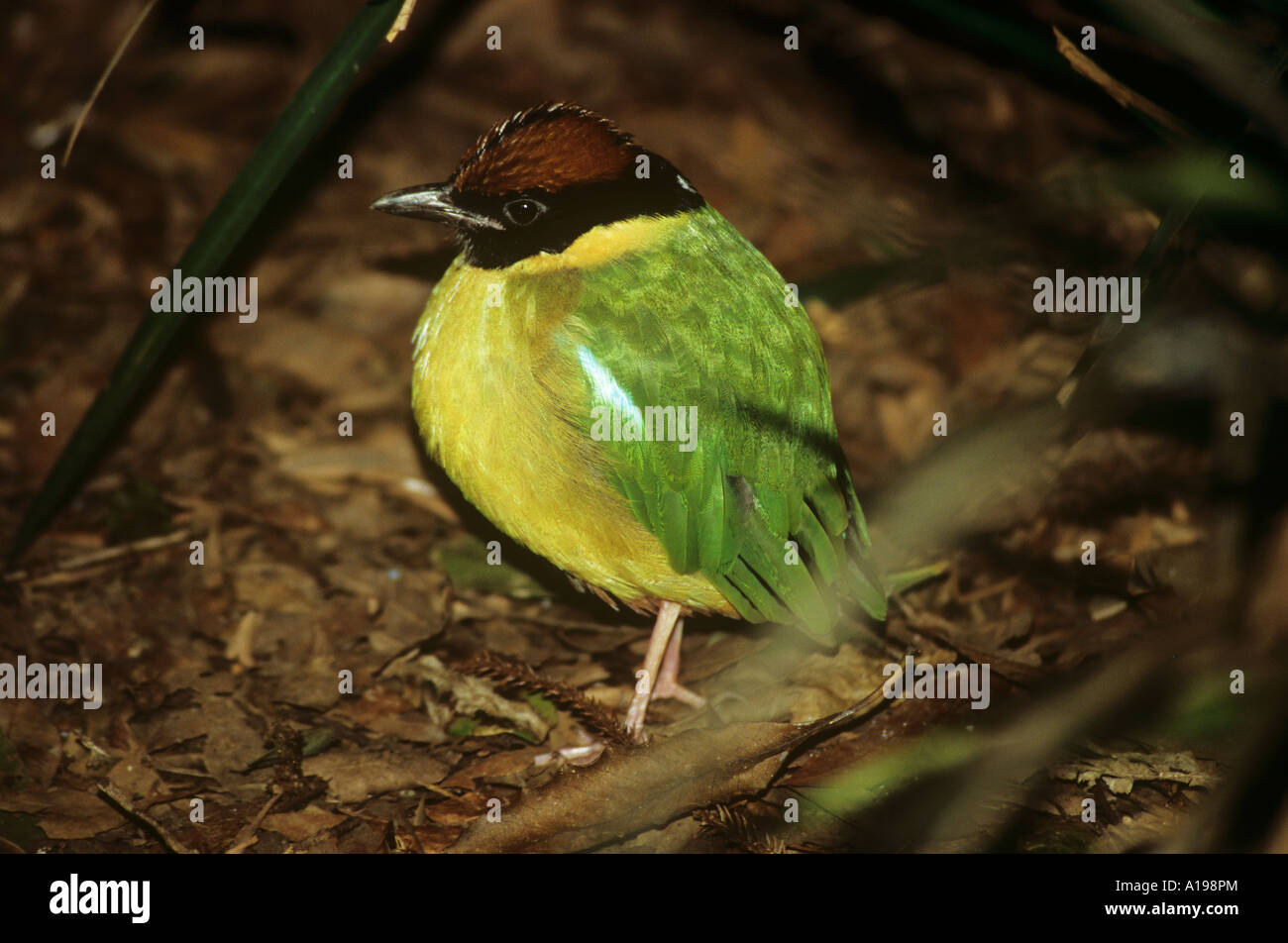 Pitta versicolor hi-res stock photography and images - Alamy