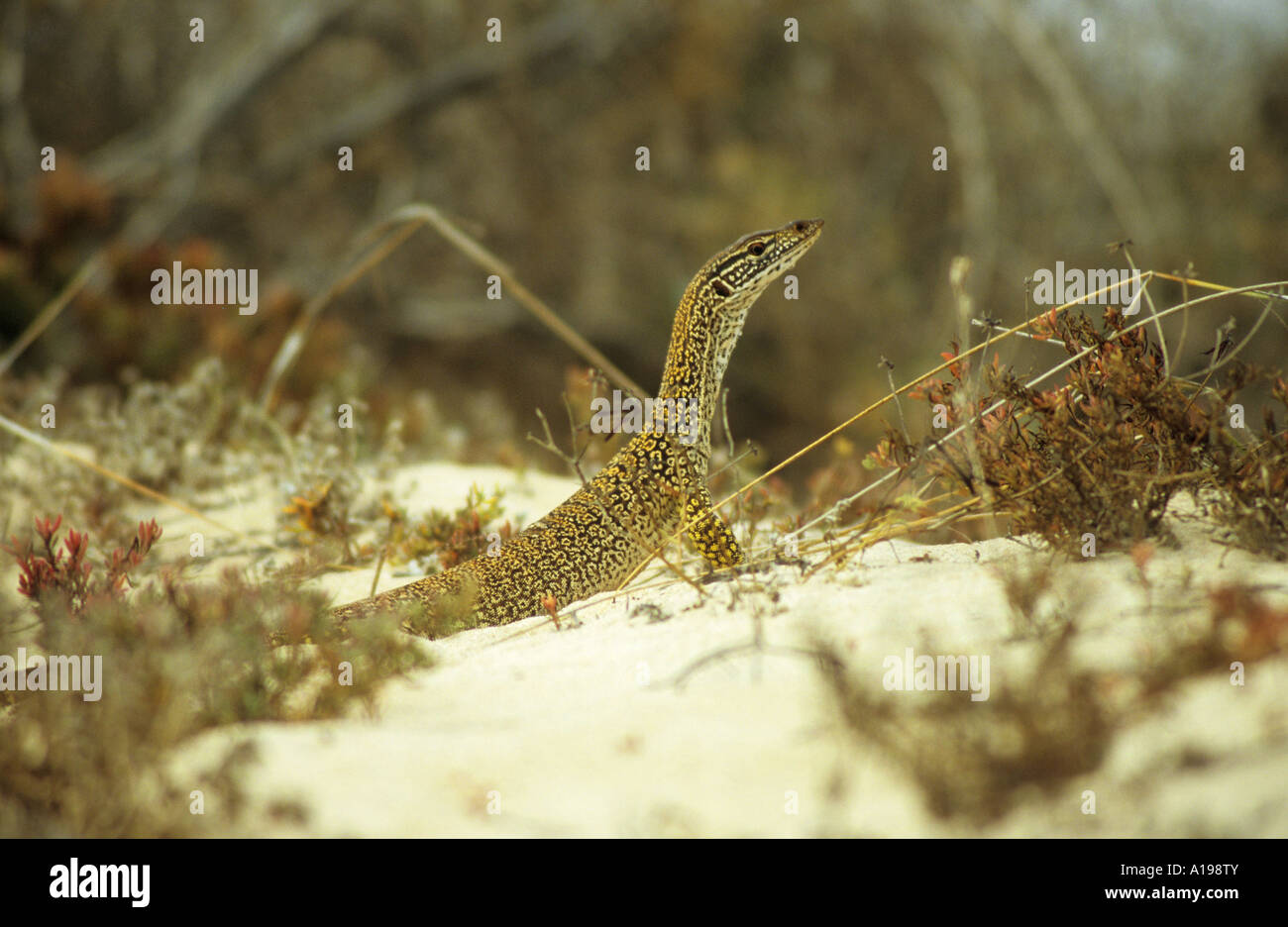 Sand goanna / Varanus gouldii Stock Photo - Alamy