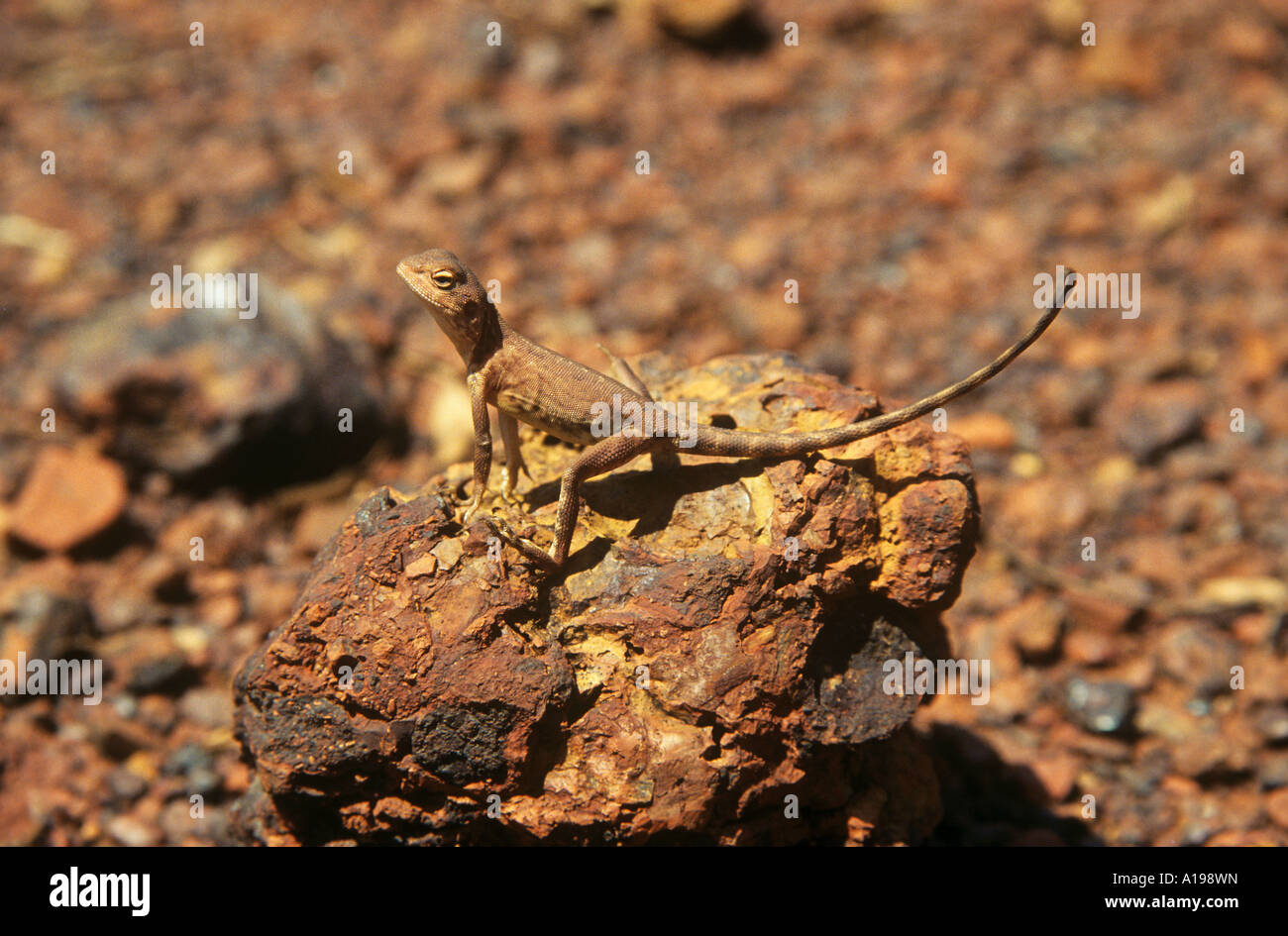 ring tailed dragon on rock / Ctenophorus caudicinctus Stock Photo - Alamy