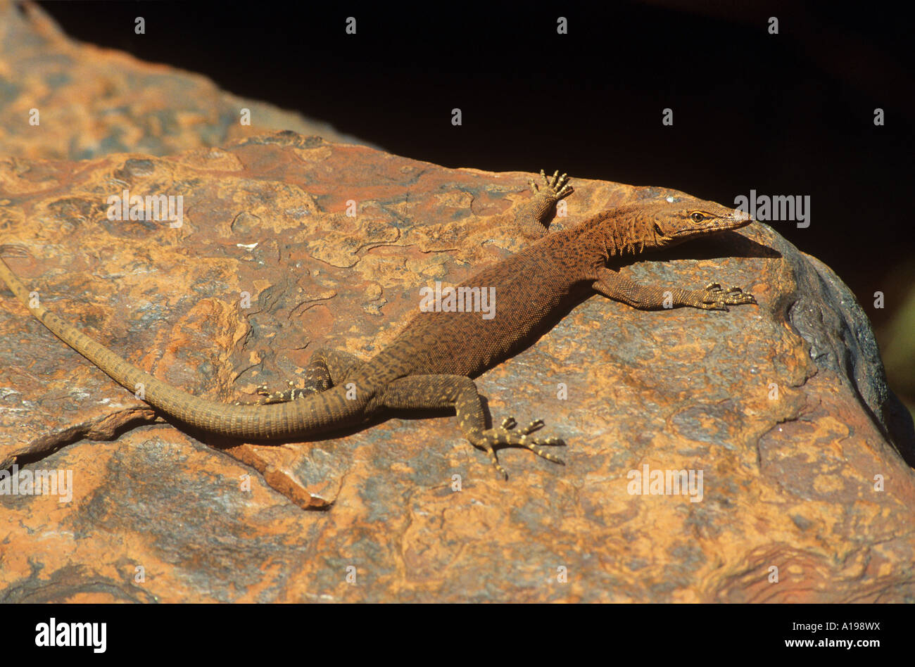 Pilbara wildlife hi-res stock photography and images - Alamy
