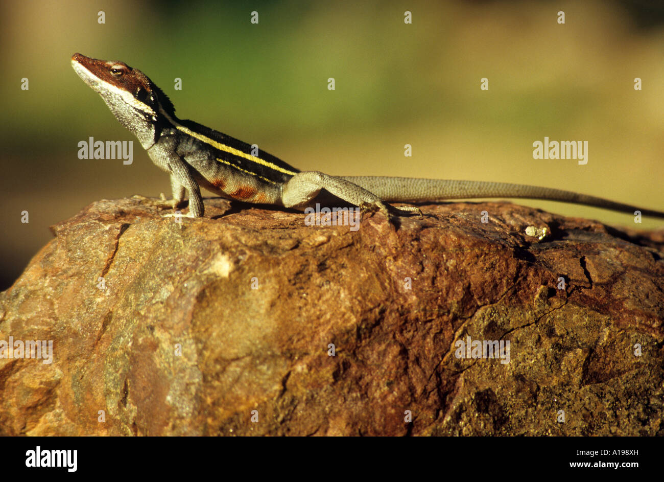 Long Nosed Dragon High Resolution Stock Photography and Images - Alamy