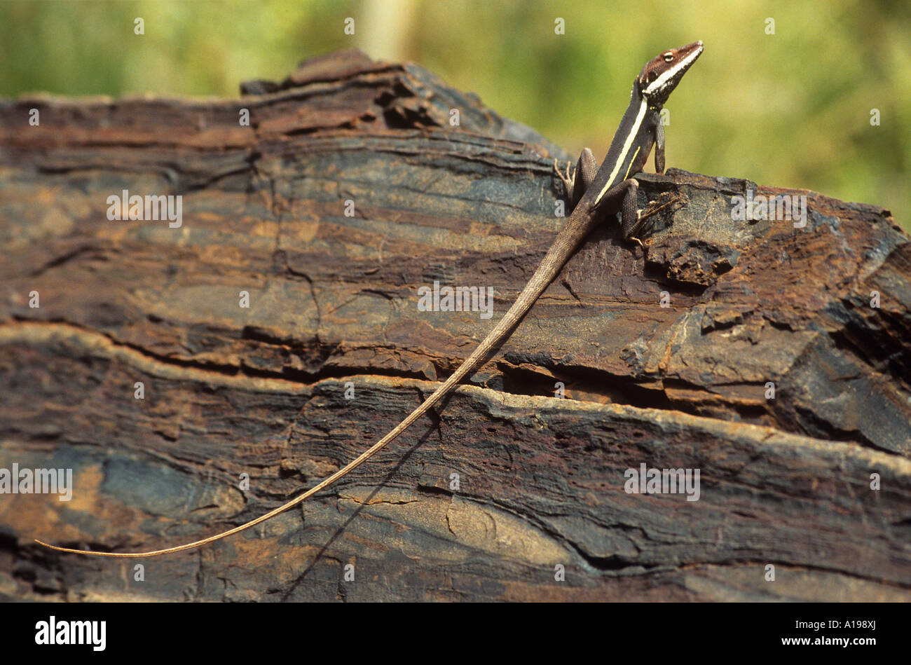 Long Nosed Dragon High Resolution Stock Photography and Images - Alamy