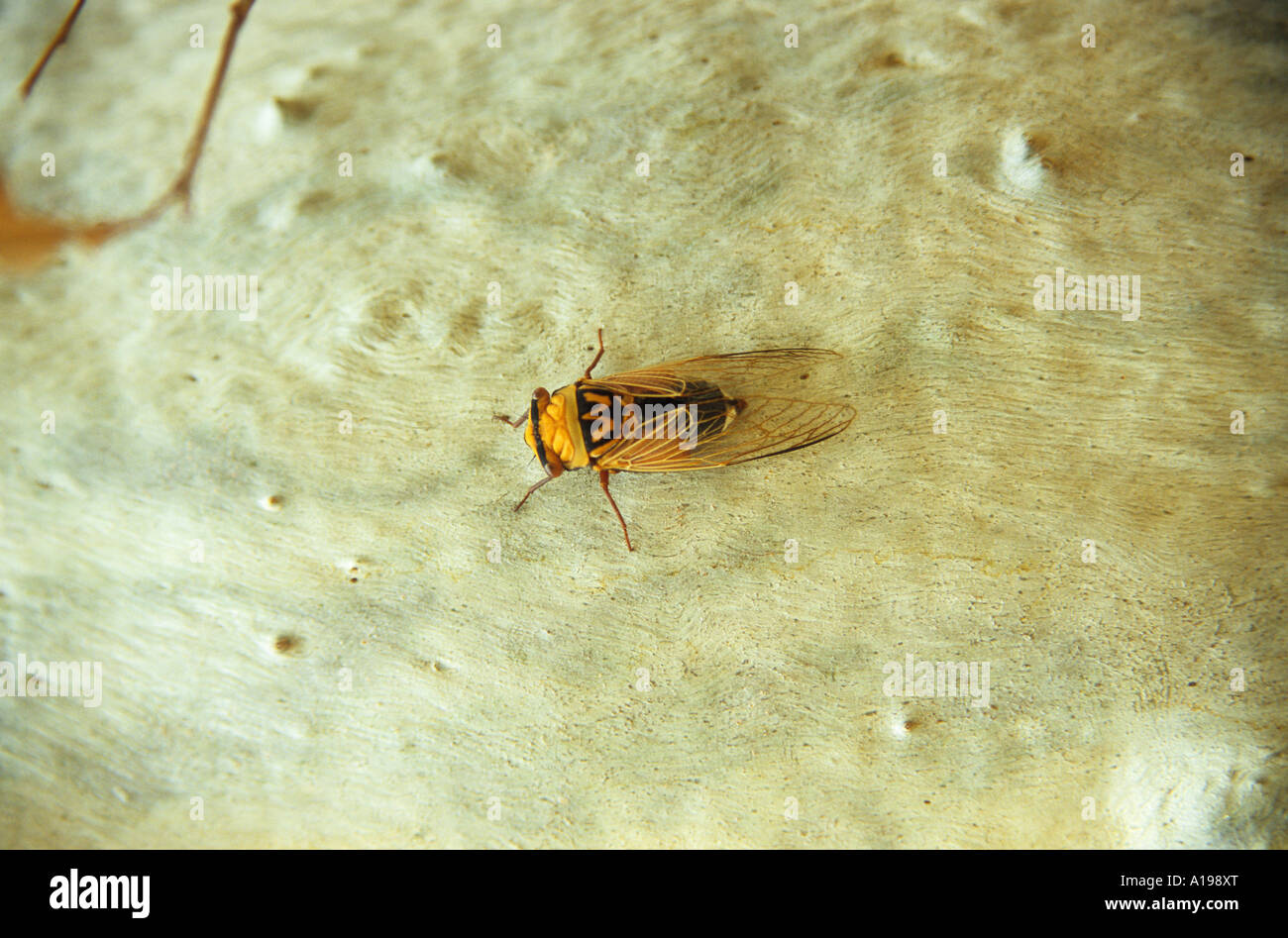 golden drummer / Topha colorata Stock Photo - Alamy