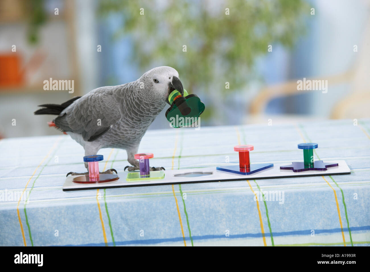 Congo African Grey parrot (Psittacus erithacus) playing with an ...